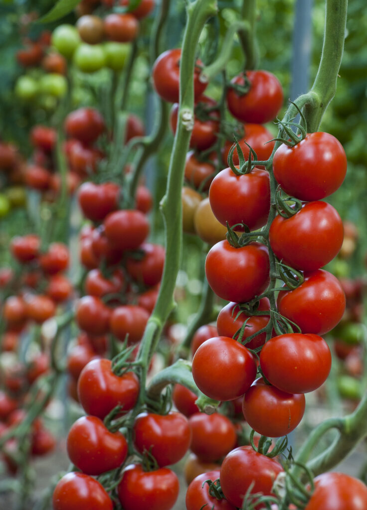Tomate Archives - Spain