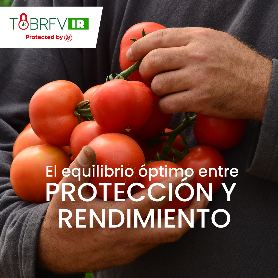 Resistencia ToBRFV IR de Hazera: el equilibrio óptimo entre protección ...
